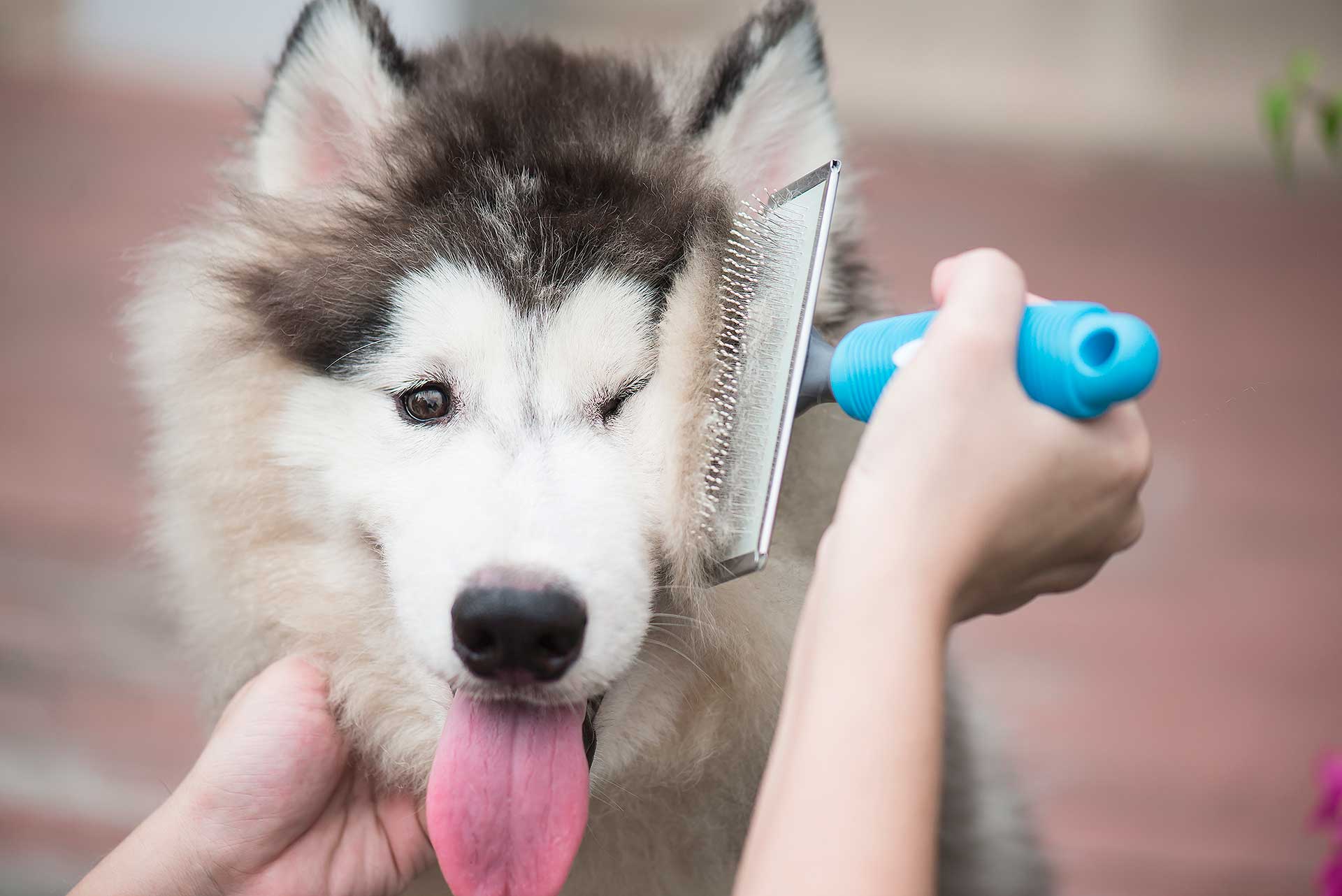 Muda del pelo en los perros, alimentación y otras ayudas. - KNINE
